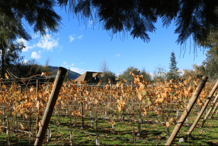 Colchagua Valley Wine Tour, Chile - Bodega Wine Tours